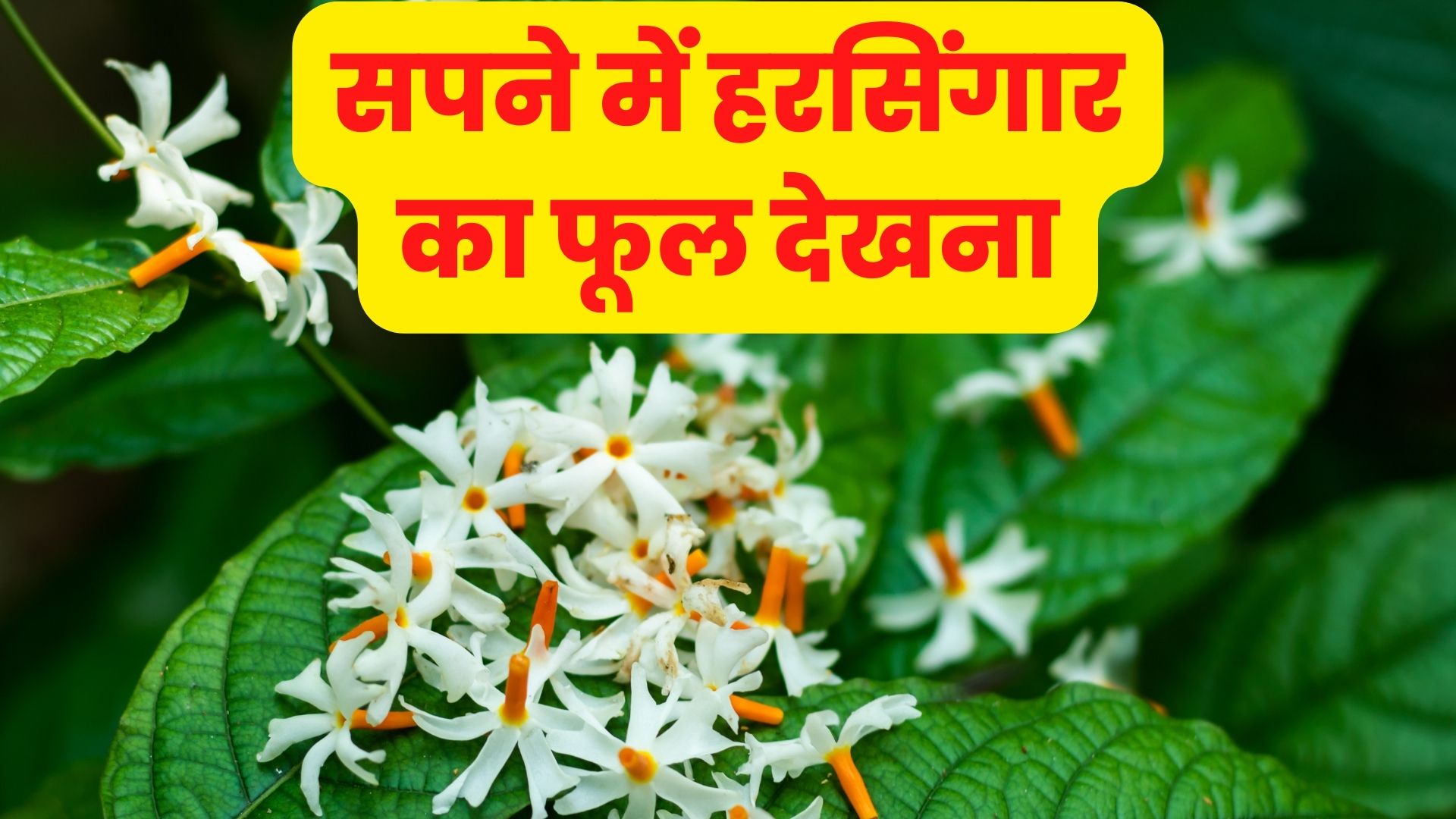 सपने में हरसिंगार का फूल देखना शुभ या अशुभ - नजर अंदाज ना करे